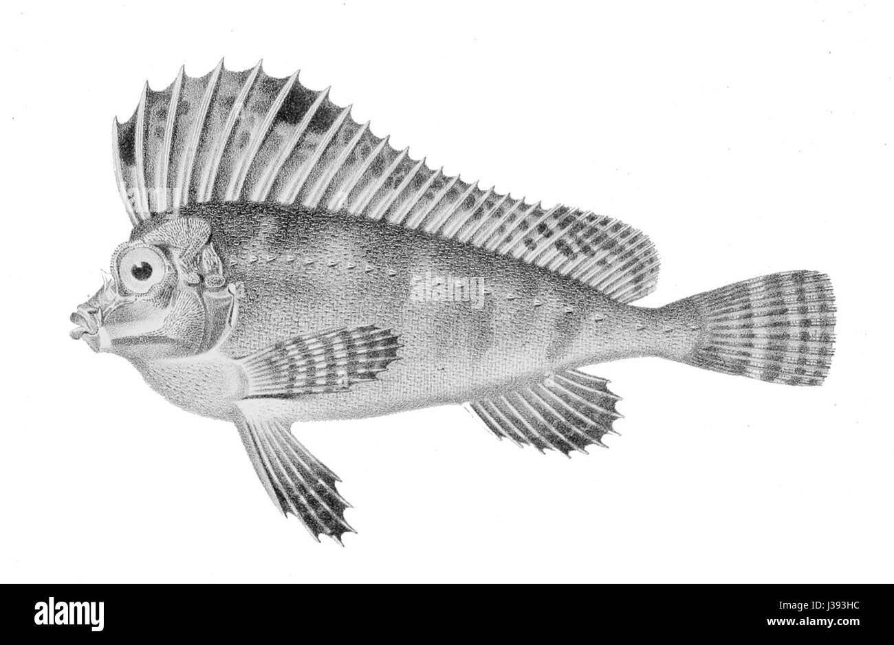 Congiopodidae hi-res stock photography and images - Alamy