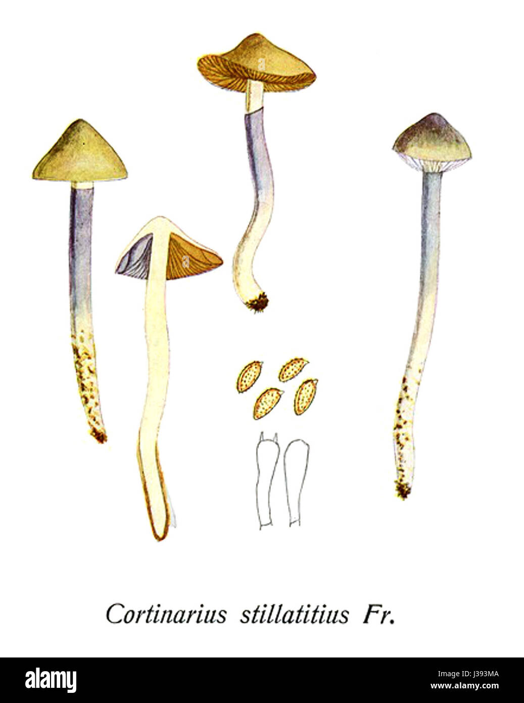 Cortinarius stillatitius Icon Mycol. Tab 632 Stock Photo - Alamy