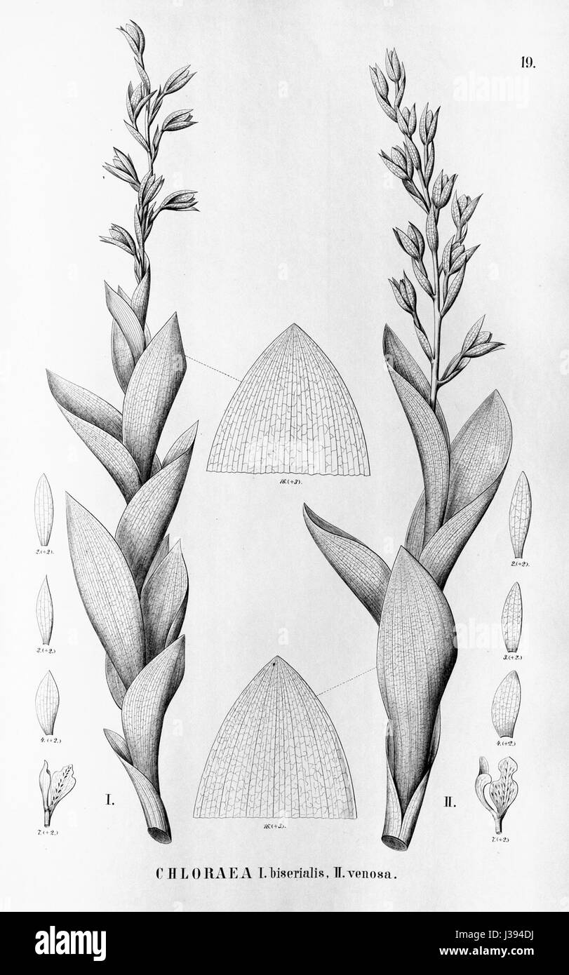 Chloraea biserialis and Chloraea venosa are orchid species documented ...