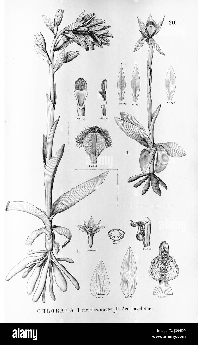 Chloraea membranacea hi-res stock photography and images - Alamy
