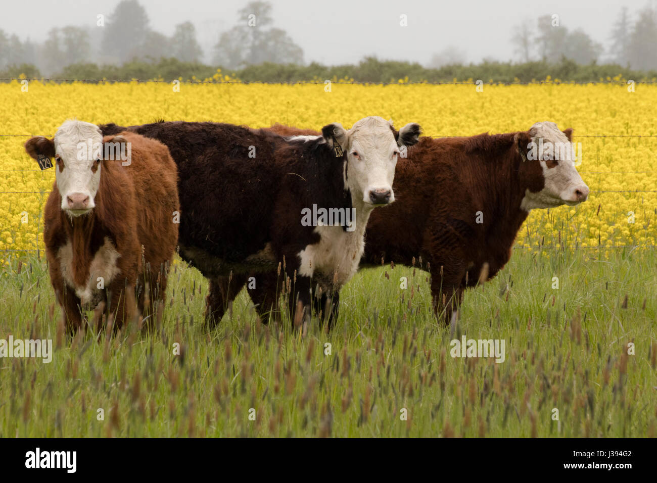Three cows at fence hi-res stock photography and images - Alamy