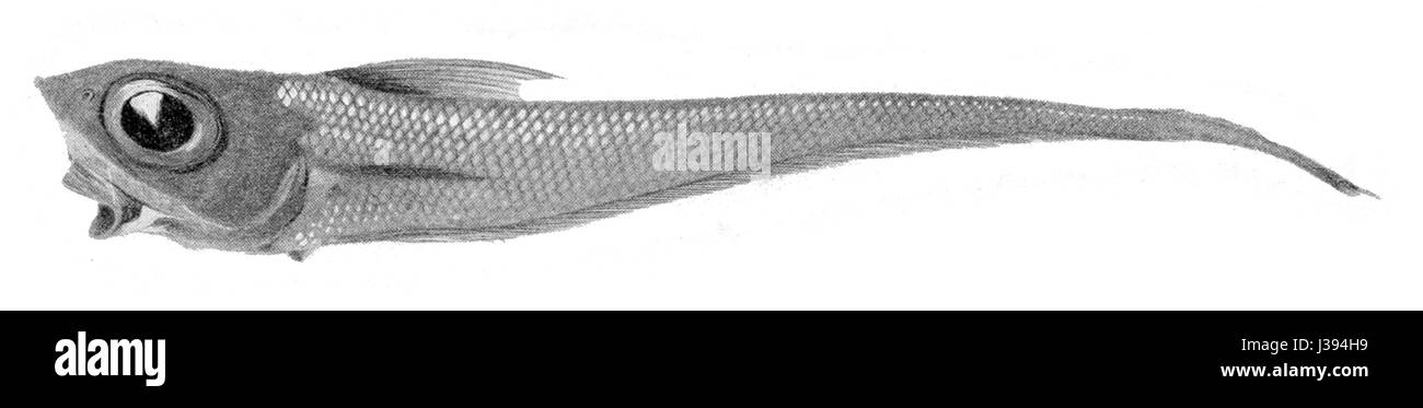 Coelorinchus fasciatus hi-res stock photography and images - Alamy