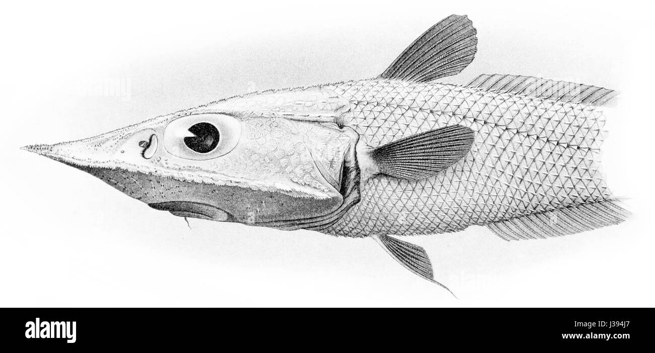 Study deep sea fish Black and White Stock Photos & Images - Alamy