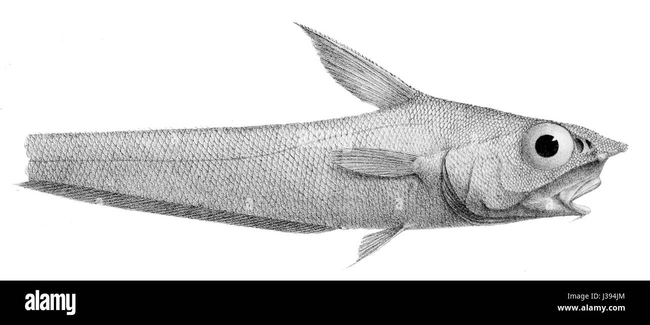 Coryphaenoides Cut Out Stock Images & Pictures - Alamy