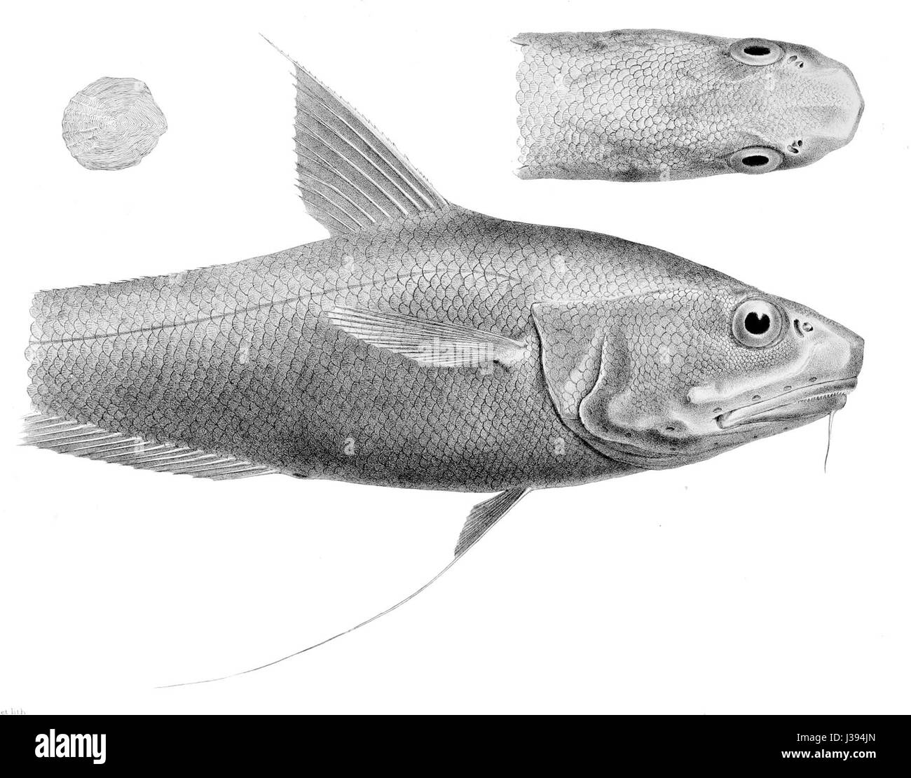 Species_identification hi-res stock photography and images - Alamy