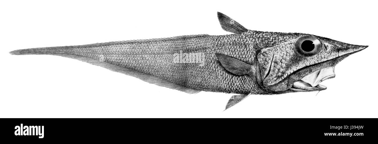 Coelorinchus parallelus is a species of deep-sea fish, notable for its ...