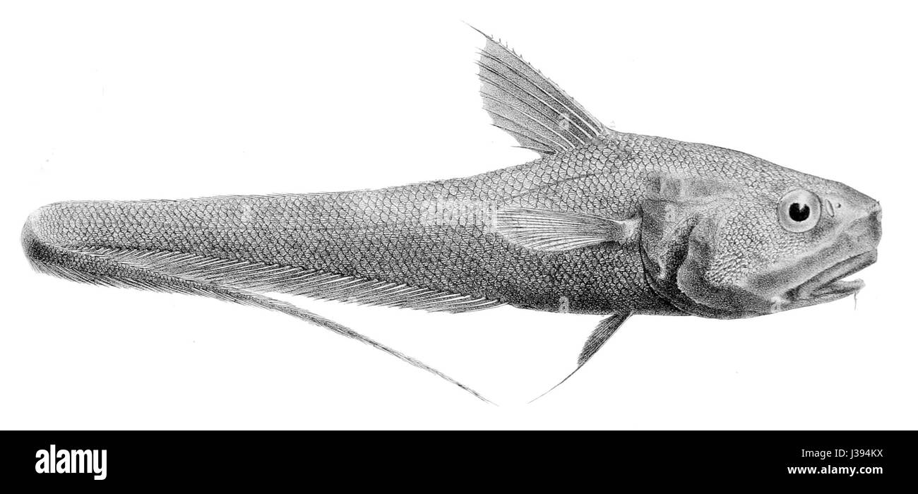 Slope observation Cut Out Stock Images & Pictures - Alamy