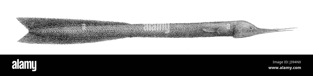 Oviparous species Black and White Stock Photos & Images - Alamy