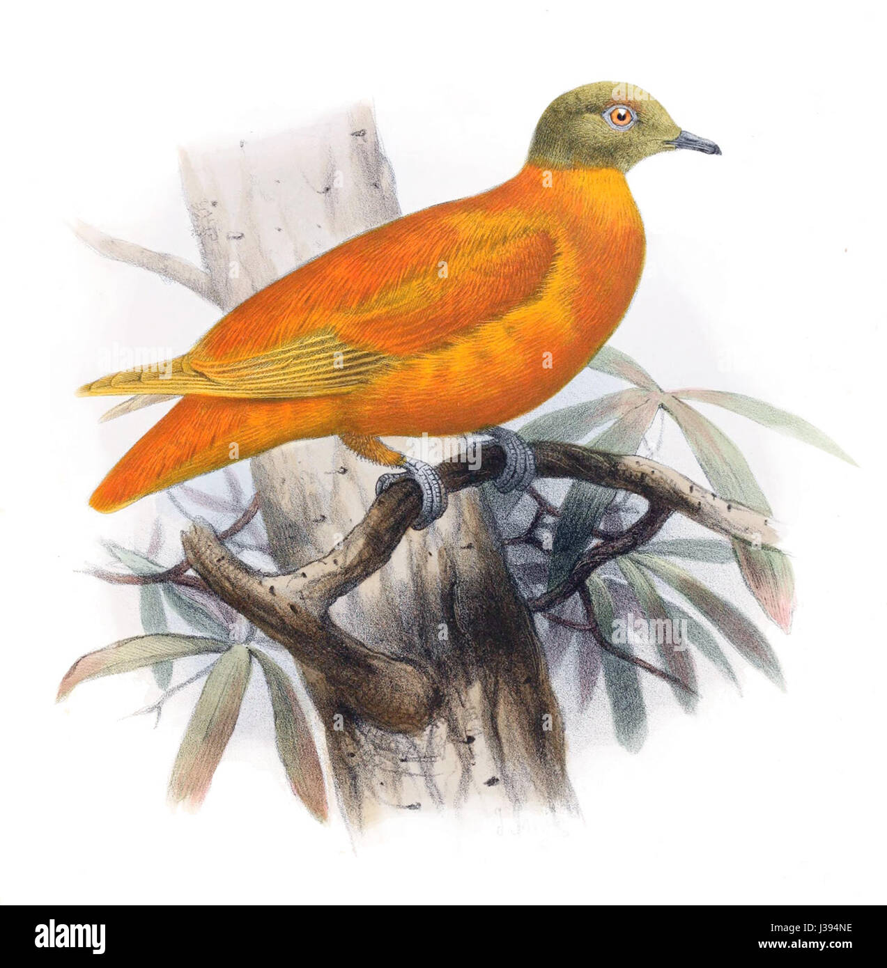 Bird species preservation Cut Out Stock Images & Pictures - Alamy