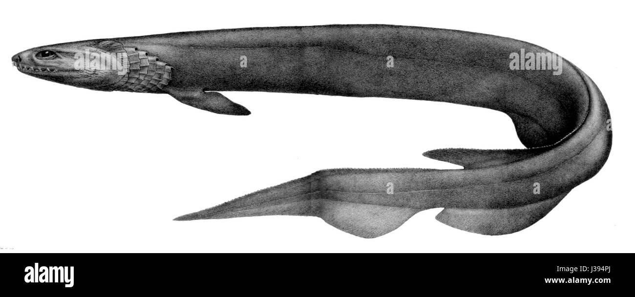 *Chlamydoselachus anguineus* is a species of deep-sea shark, also known ...