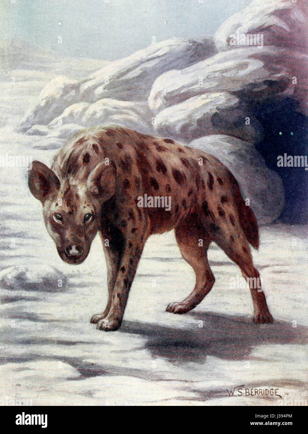 Crocuta crocuta, commonly known as the spotted hyena, is the subject of ...
