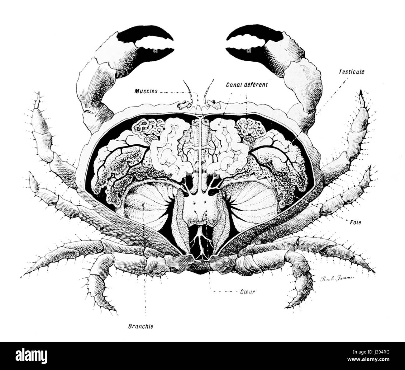 'Crabe anatomie' refers to the anatomical study or illustration of a ...