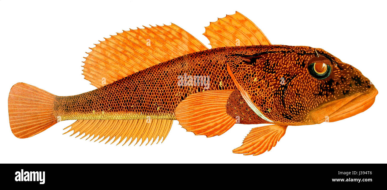 Cottoperca gobio is a species of fish found in freshwater environments ...