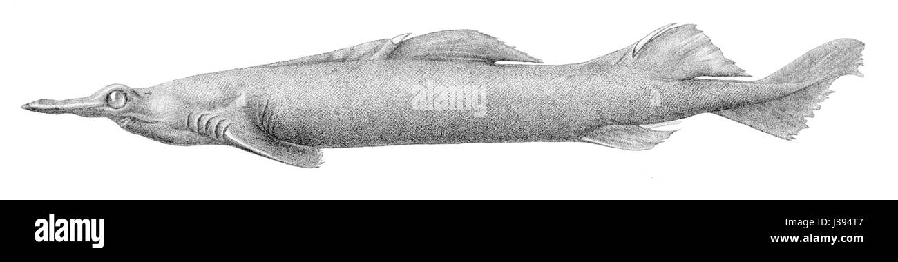 Longnose fish Black and White Stock Photos & Images - Alamy
