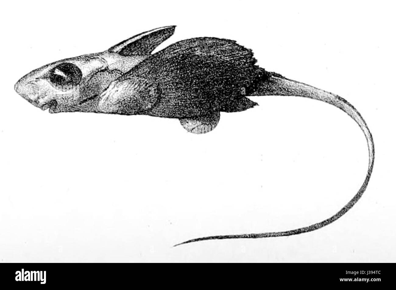 Rabbitfish chimaera monstrosa hi-res stock photography and images - Alamy