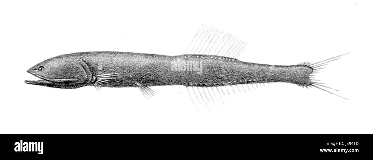 Cyclothone hi-res stock photography and images - Alamy