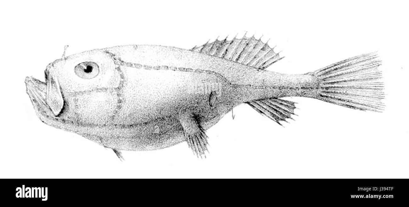 Chaunax pictus, a species of deep-sea fish, is known for its unique ...
