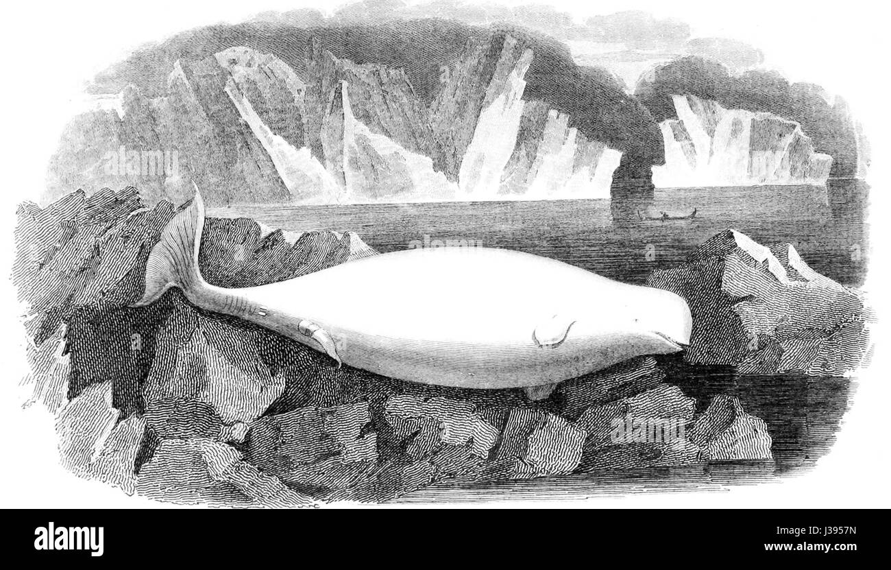 Delphinapterus leucas, commonly known as the beluga whale, is a species ...