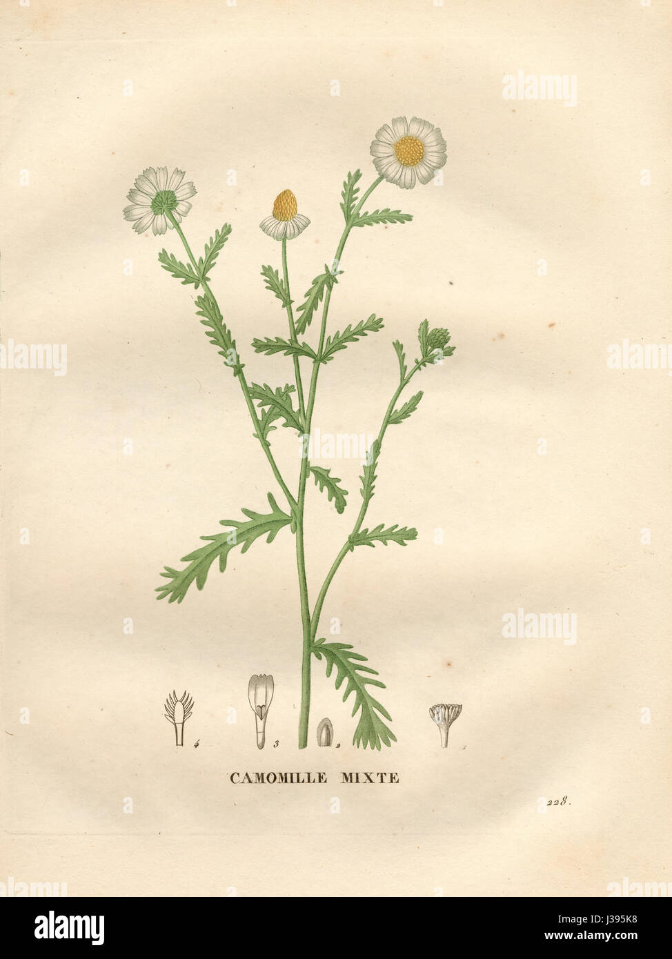 Cladanthus mixtus is a species of flowering plant in the Asteraceae ...