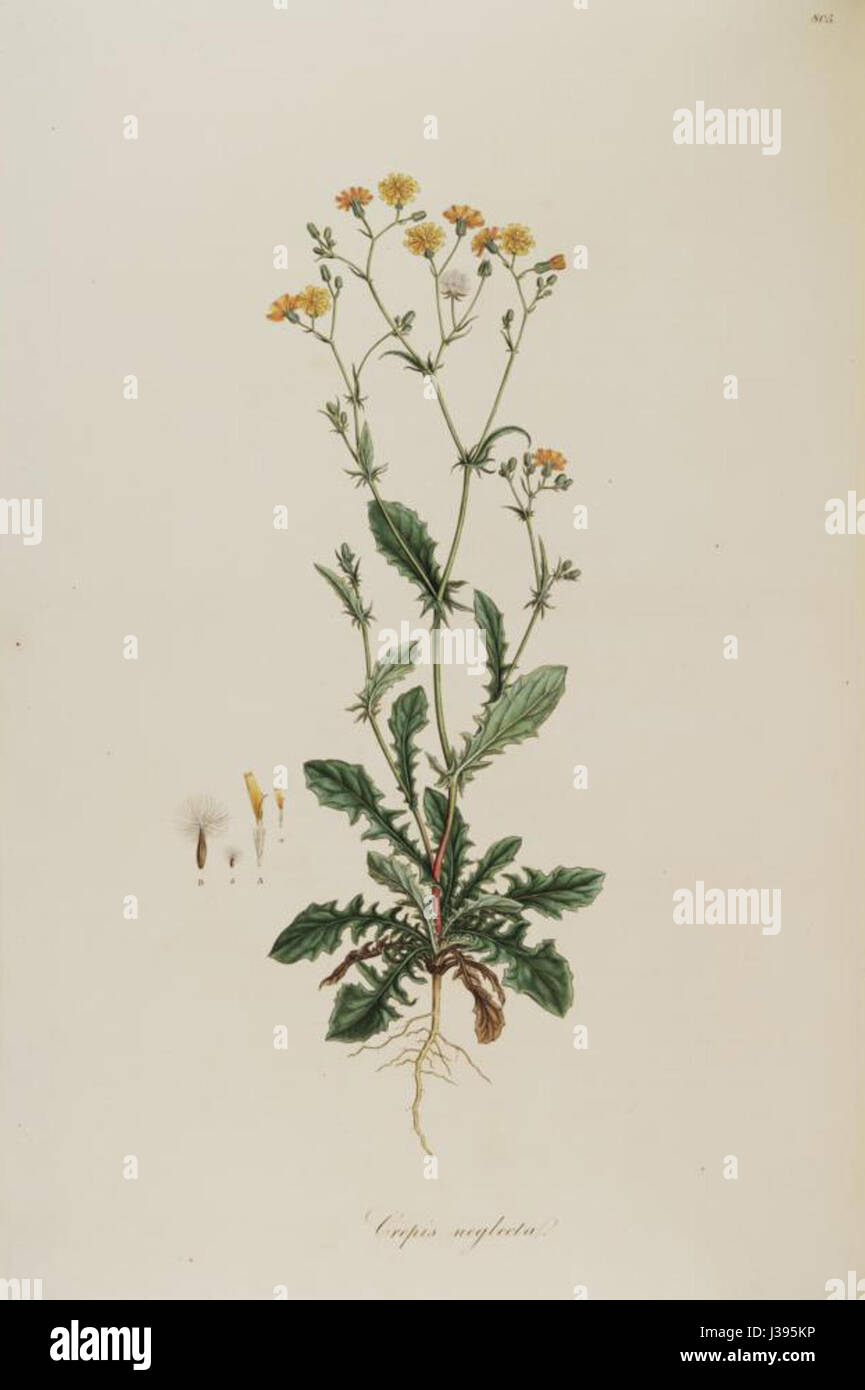 Crepis neglecta, commonly known as the smooth-leaved hawk's beard, is a ...