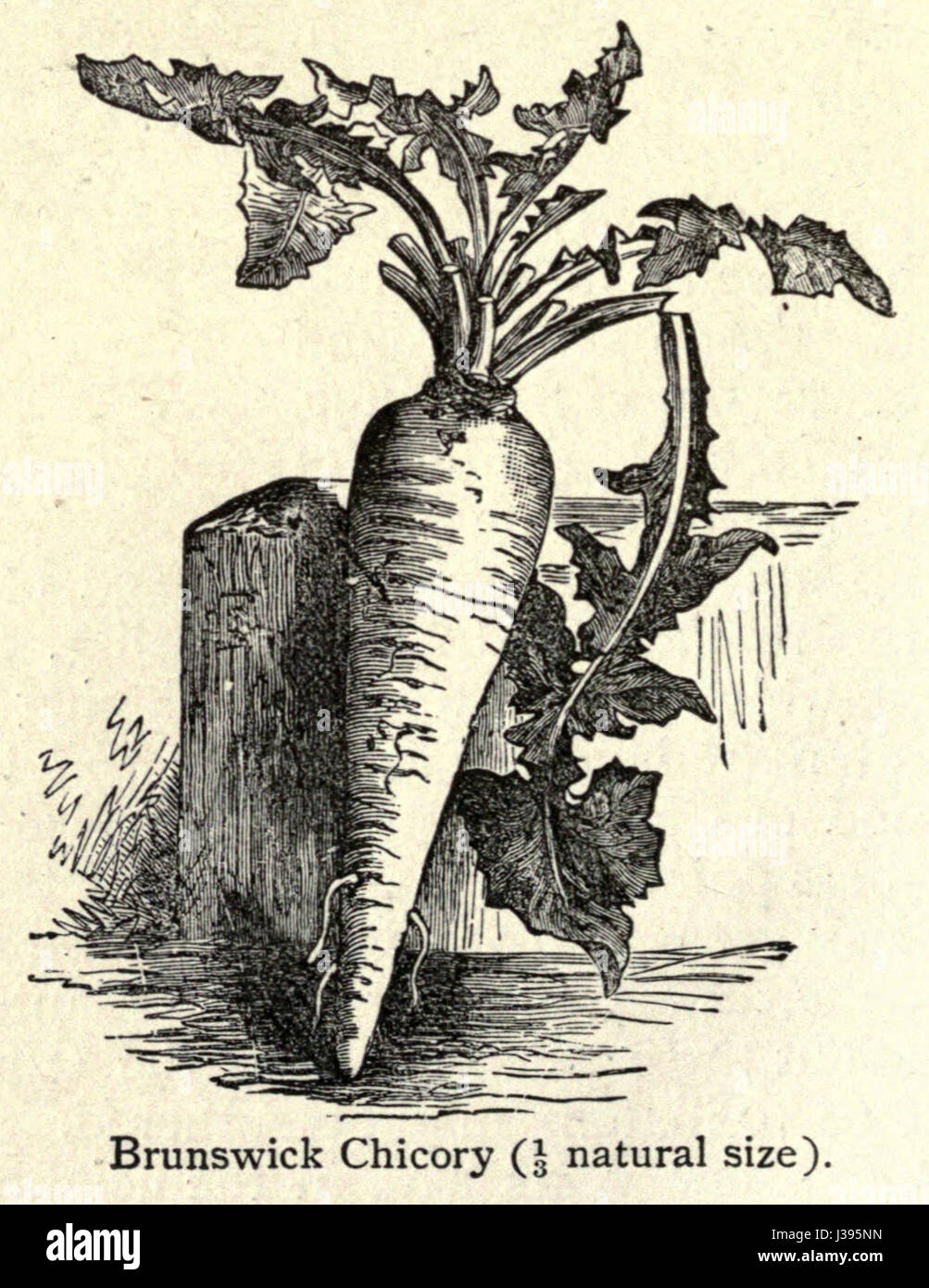 Cichorium intybus var sativum, commonly known as cultivated chicory, is ...