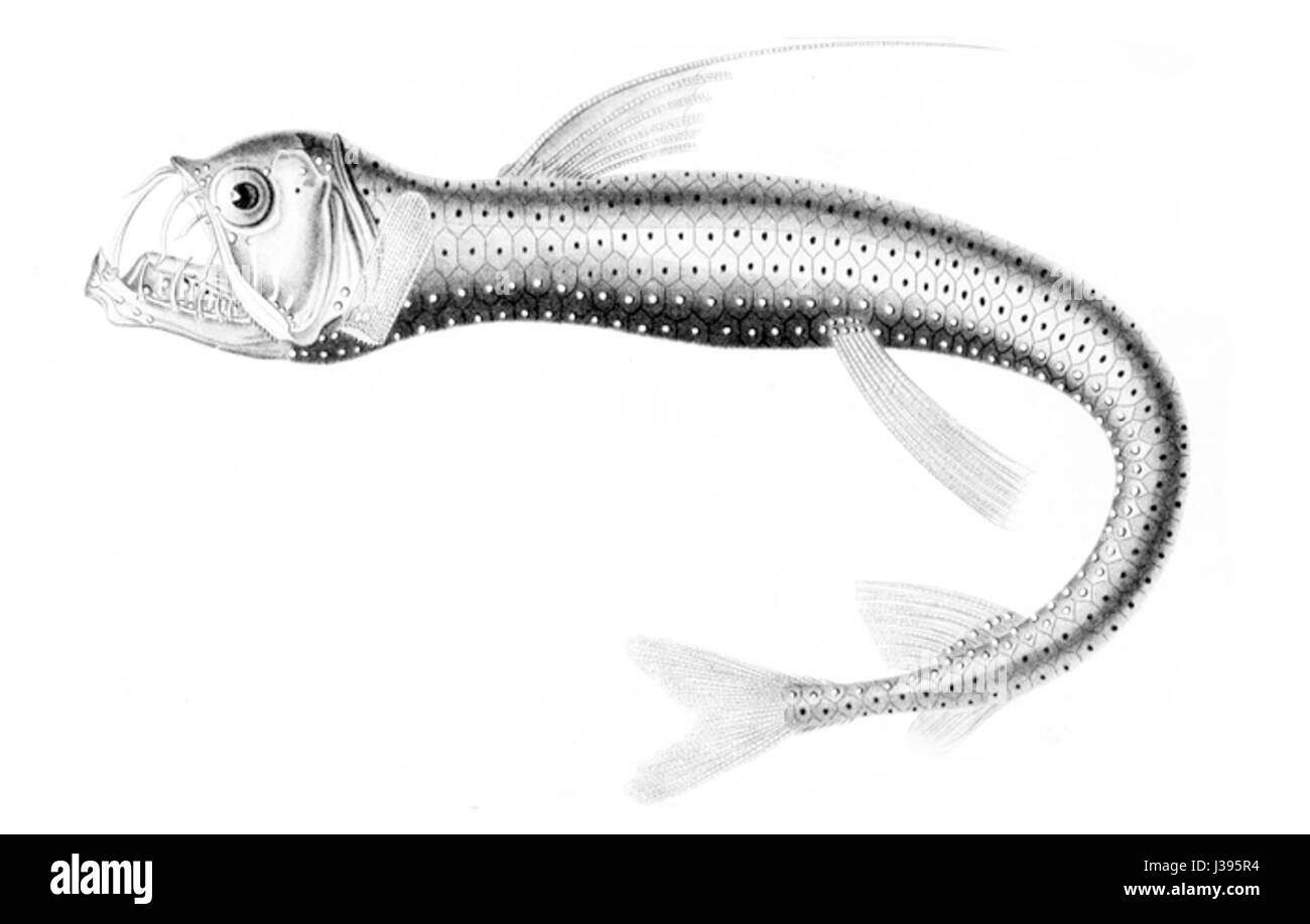 Deep sea fish species Black and White Stock Photos & Images - Alamy