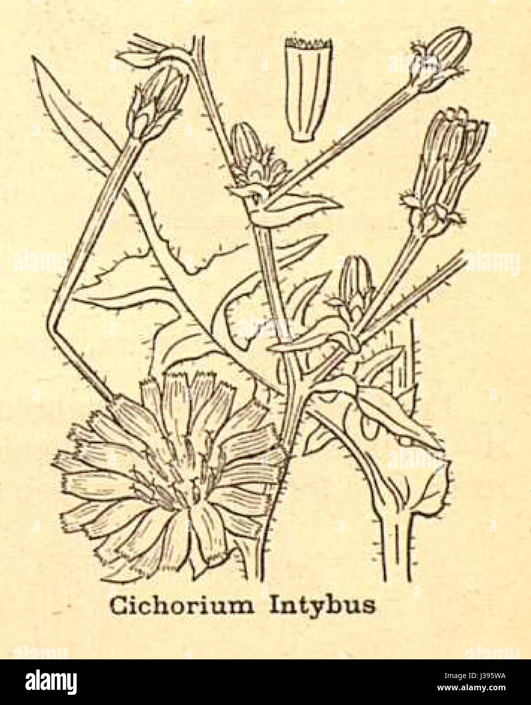 Cichorium intybus illustration hi-res stock photography and images - Alamy