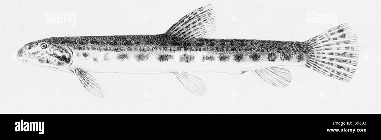 Cobitis hi-res stock photography and images - Alamy