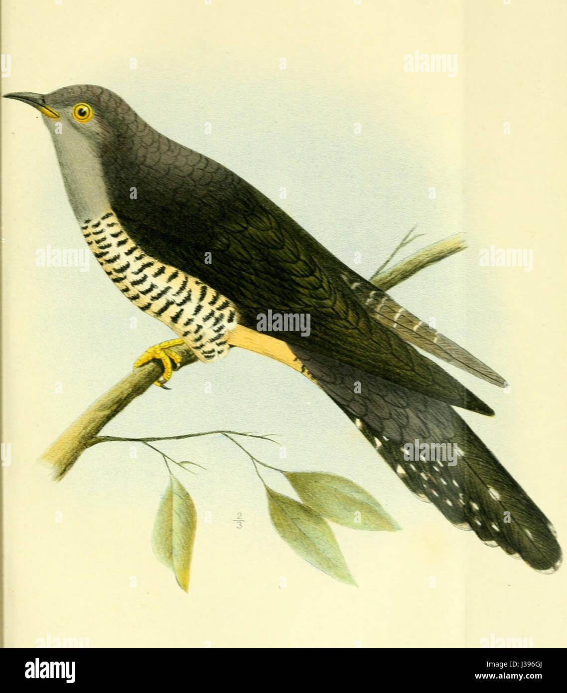 Cuculus hi-res stock photography and images - Alamy