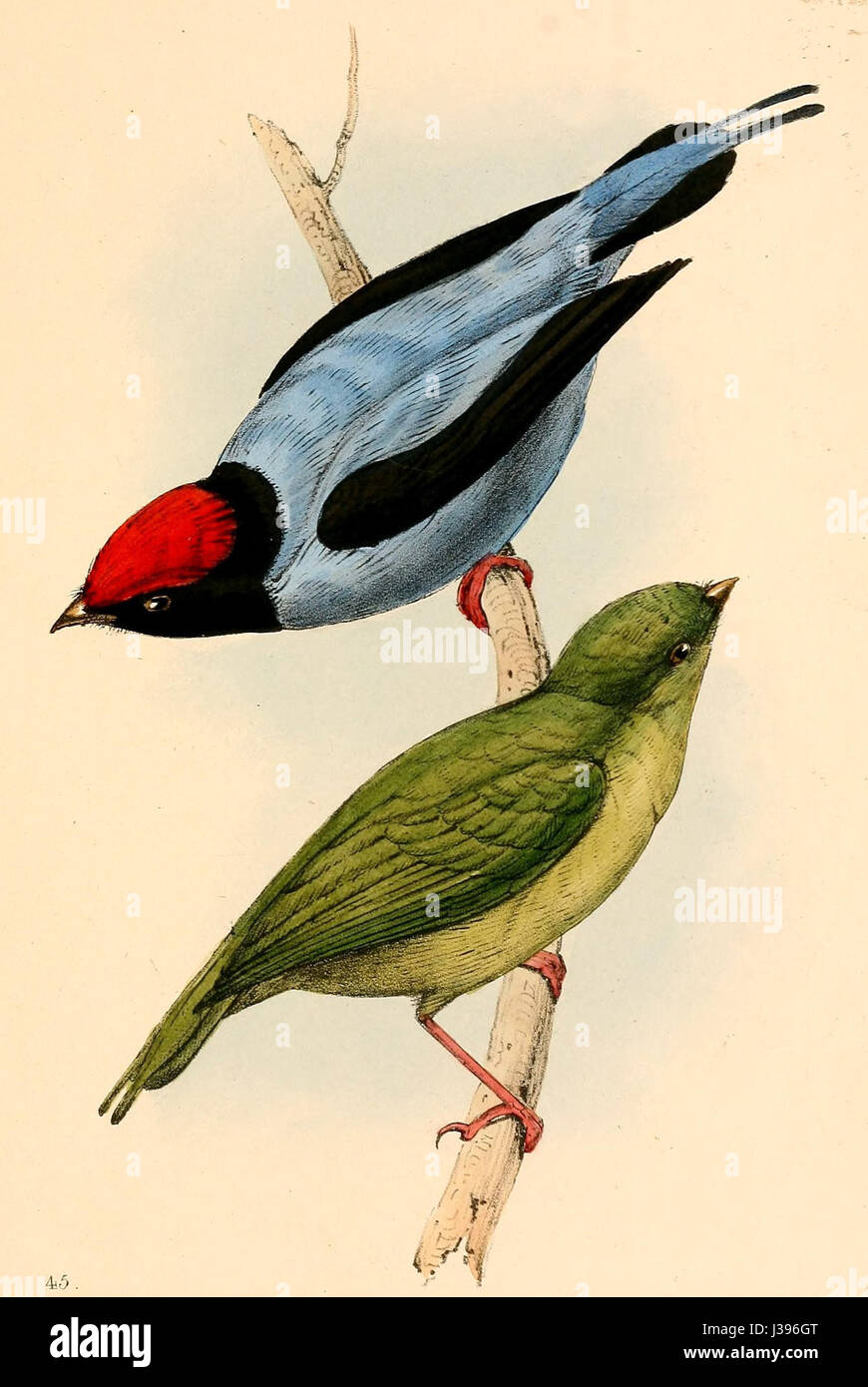 Chiroxiphia caudata, also known as the long-tailed manakin, is a ...
