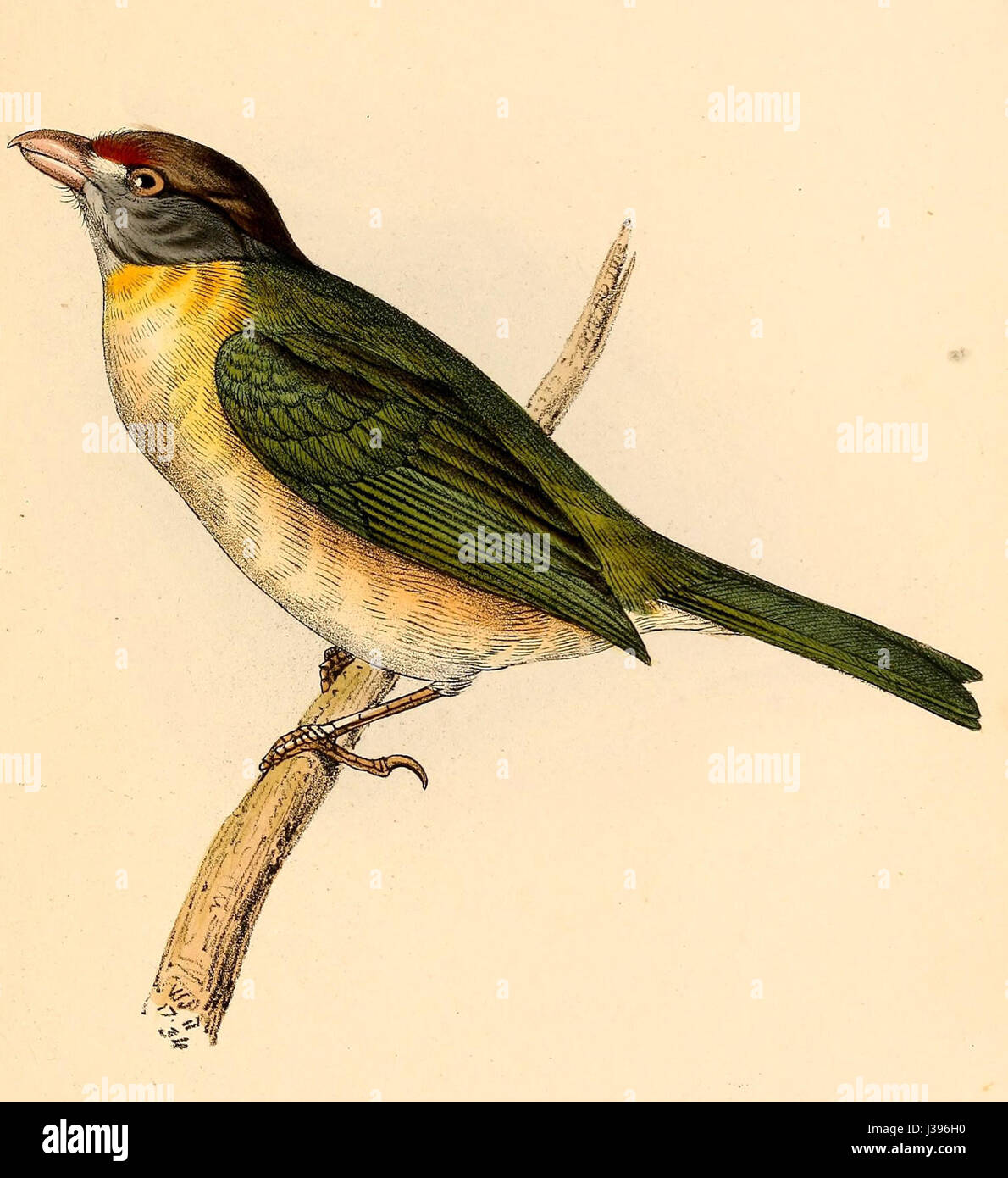 Cyclarhis gujanensis, commonly known as the Guiana toucanet, is a ...