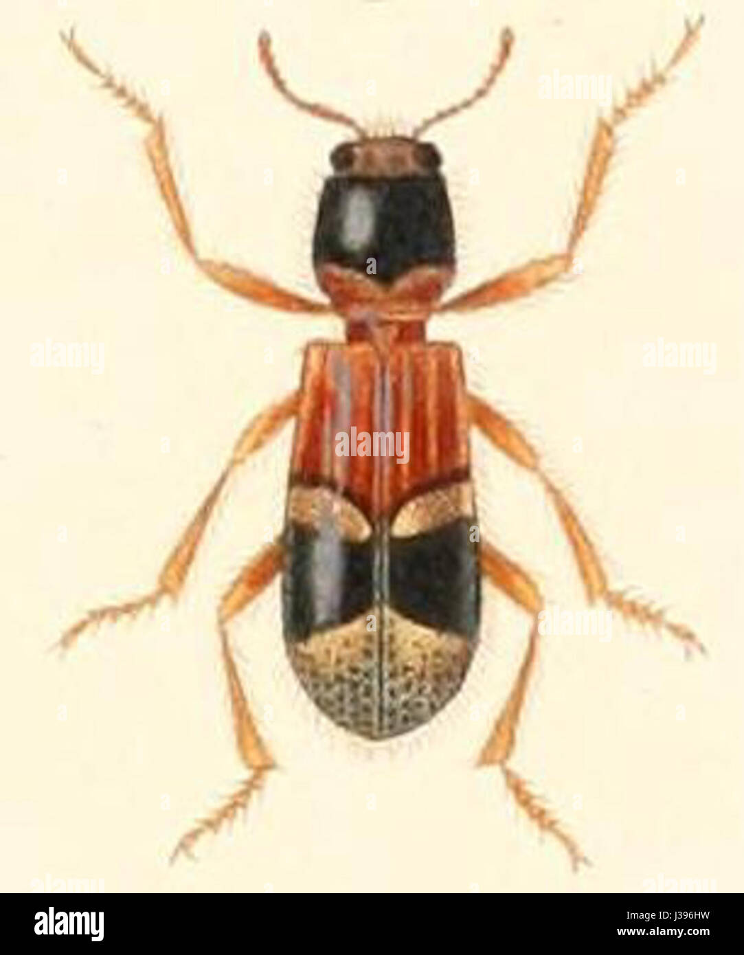 Clerus hi-res stock photography and images - Alamy