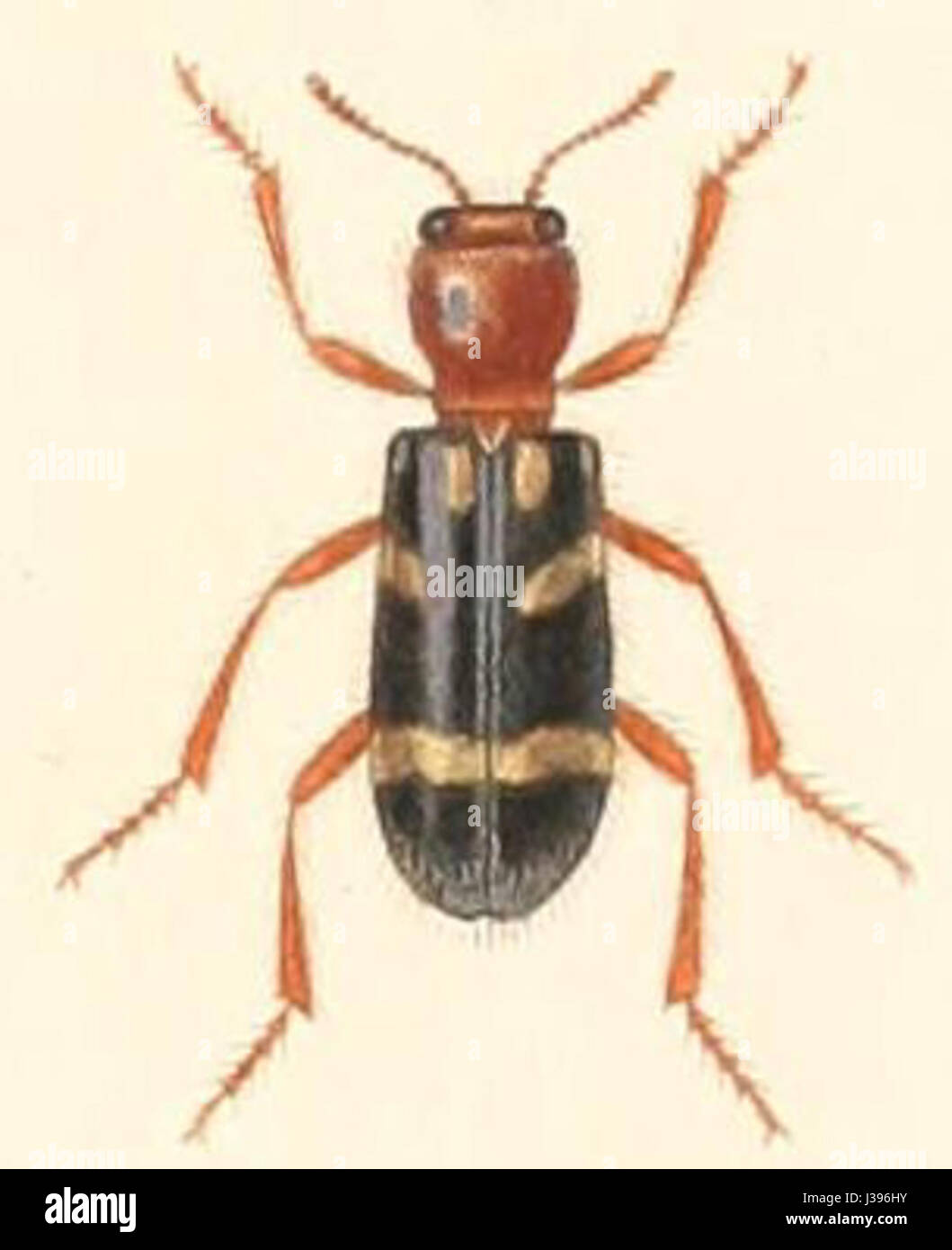 Clerus hi-res stock photography and images - Alamy