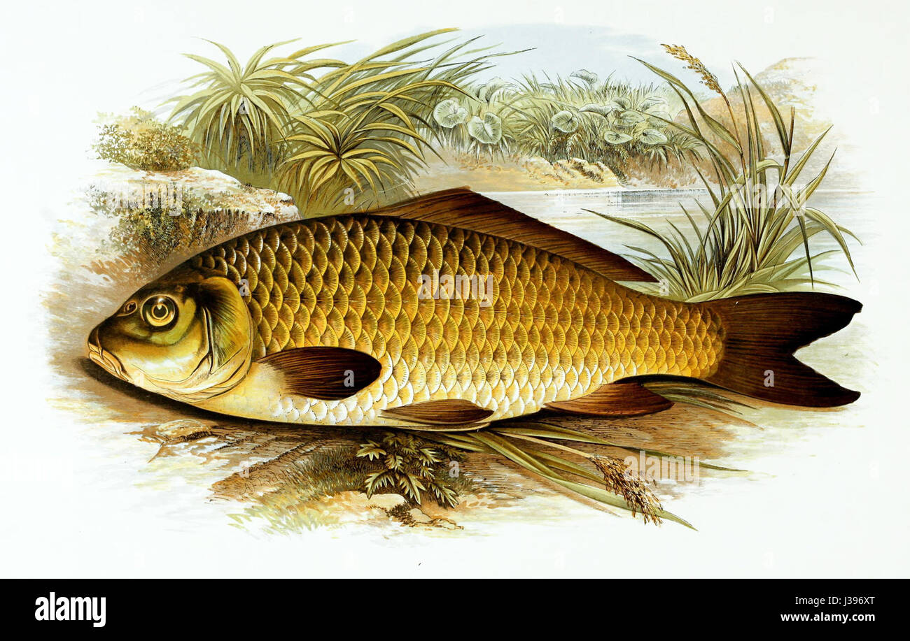 Cyprinus carpio, commonly known as the common carp, is a freshwater ...