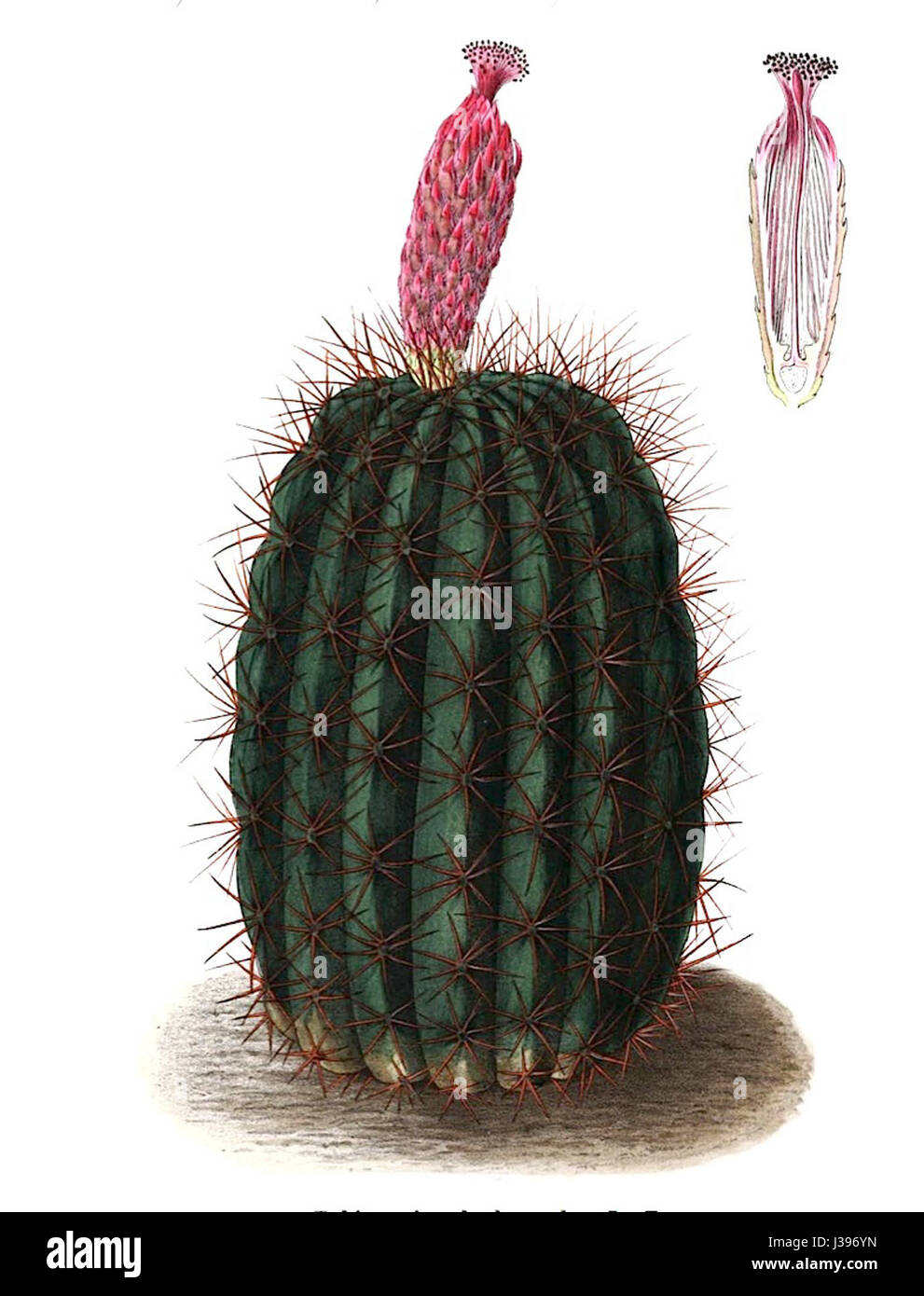 Denmoza rhodacantha, a species of cactus, is known for its distinctive ...