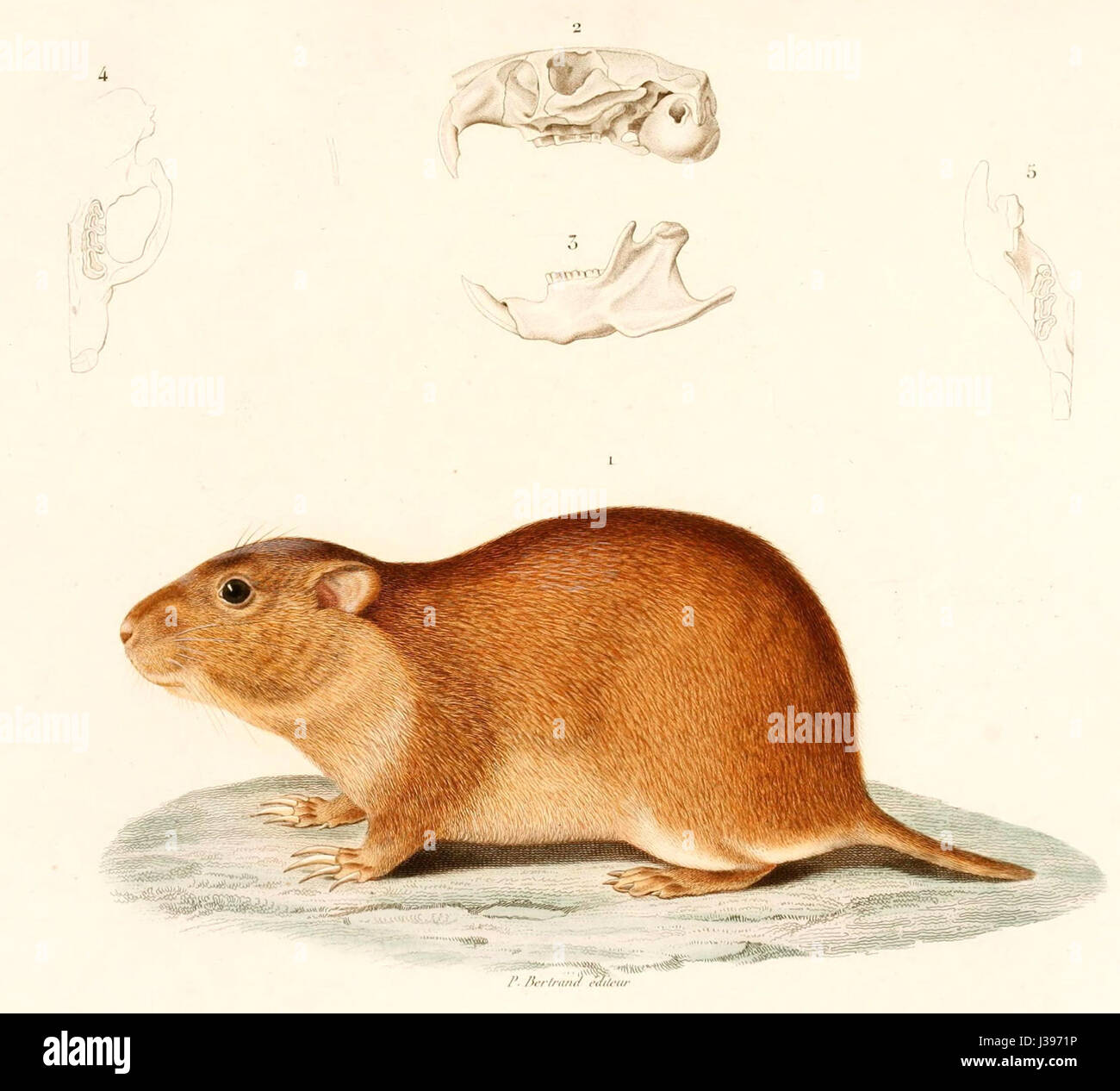 Ctenomys brasiliensis, also known as the Brazilian tuco-tuco, is a ...
