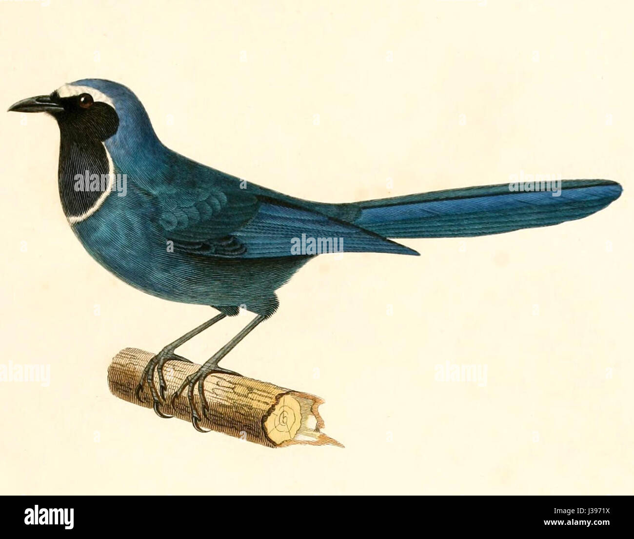 Cyanolyca viridicyanus hi-res stock photography and images - Alamy