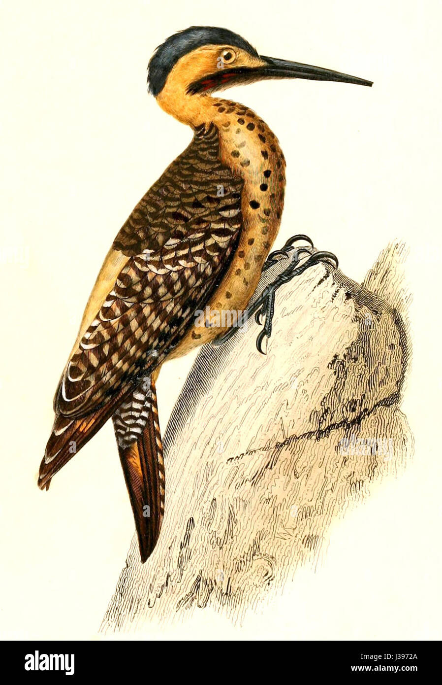 Colaptes rupicola 1847 Stock Photo - Alamy