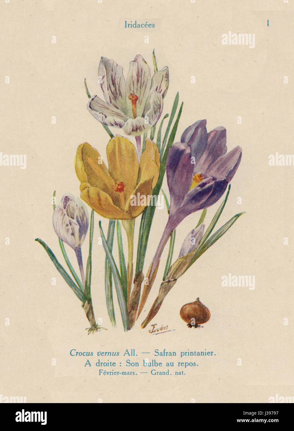 The 'Crocus J.Eudes 01' is an artwork or botanical illustration ...