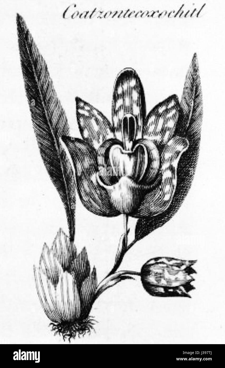 Pre columbian mythology Cut Out Stock Images & Pictures - Alamy