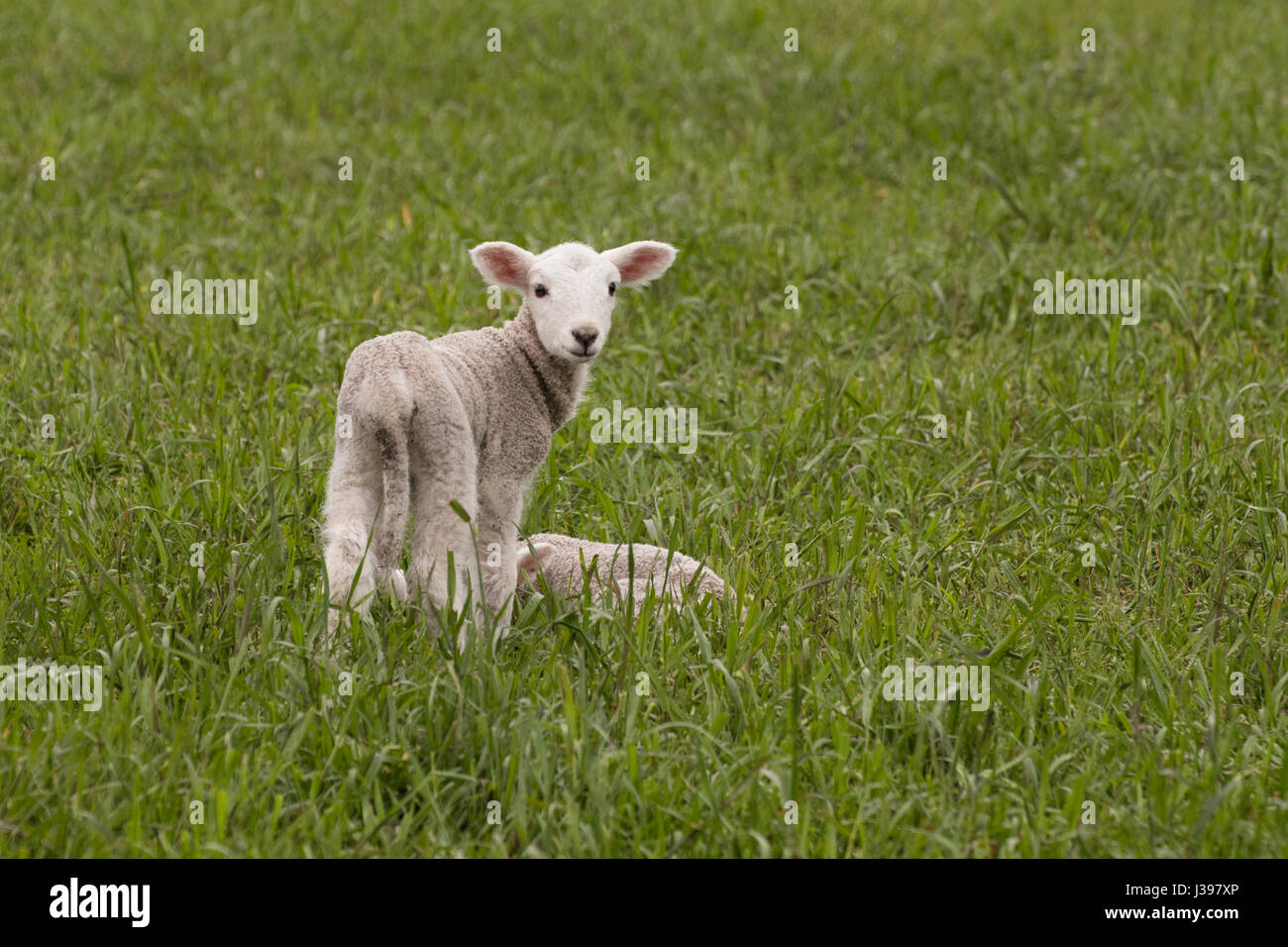 Lamb Tail Stock Photos & Lamb Tail Stock Images - Alamy