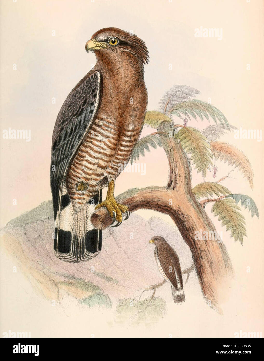 Serpent eagle anatomy hi-res stock photography and images - Alamy