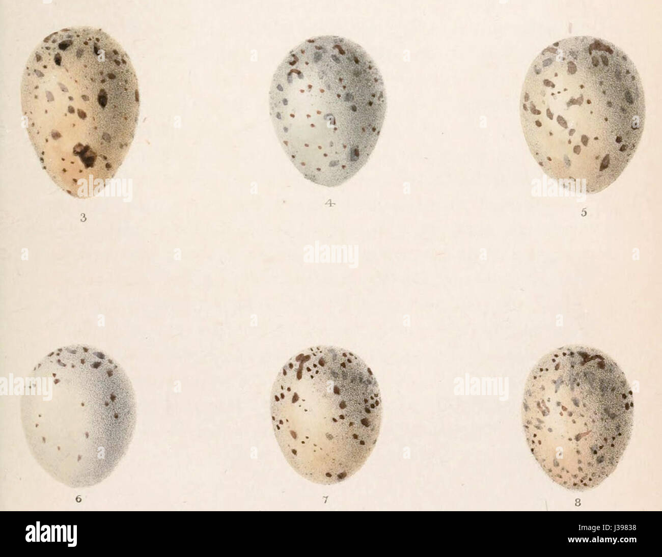 Cyanopica cooki, also known as the Japanese magpie-robin, is a species ...