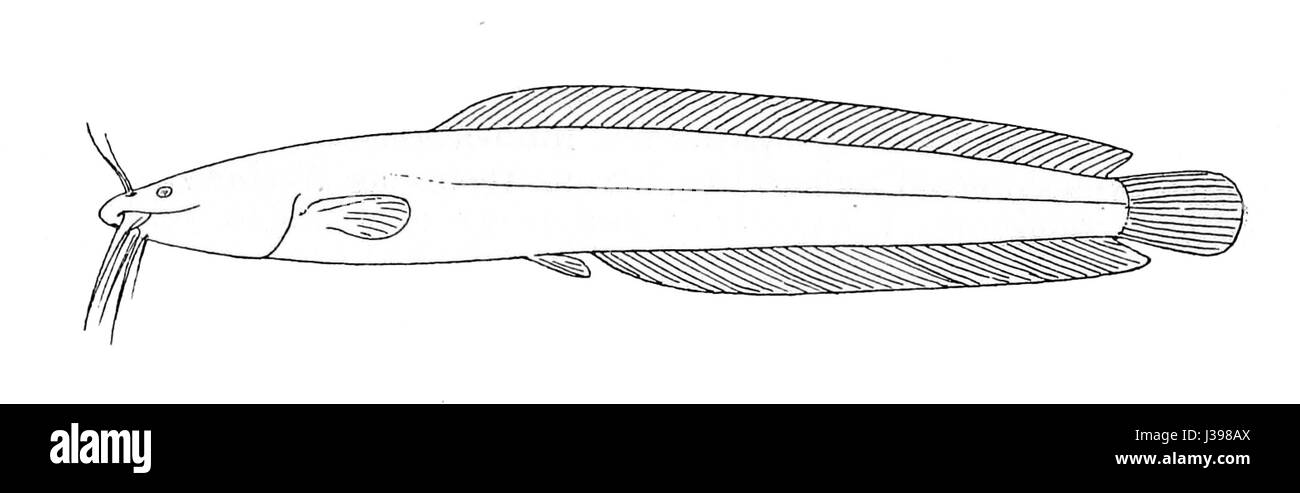 Clarias catfish hi-res stock photography and images - Alamy