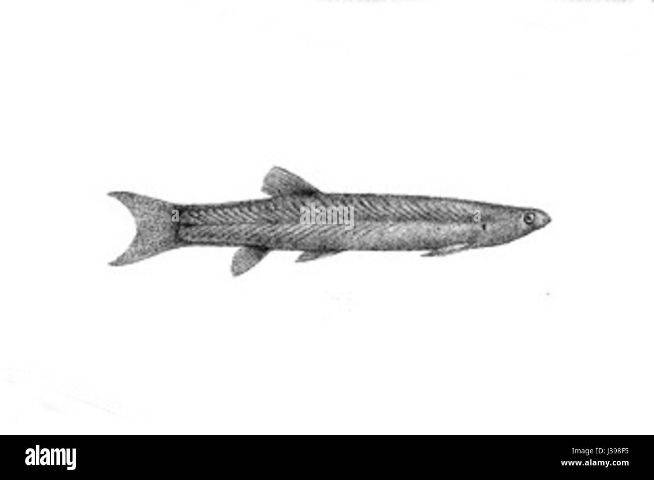 Cromeria nilotica hi-res stock photography and images - Alamy