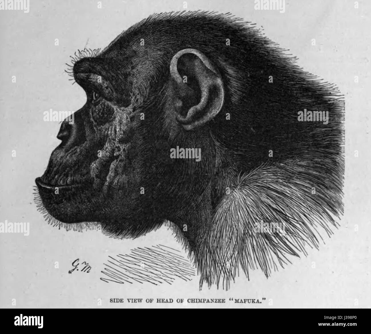 This image or reference likely features a detailed study or profile of ...