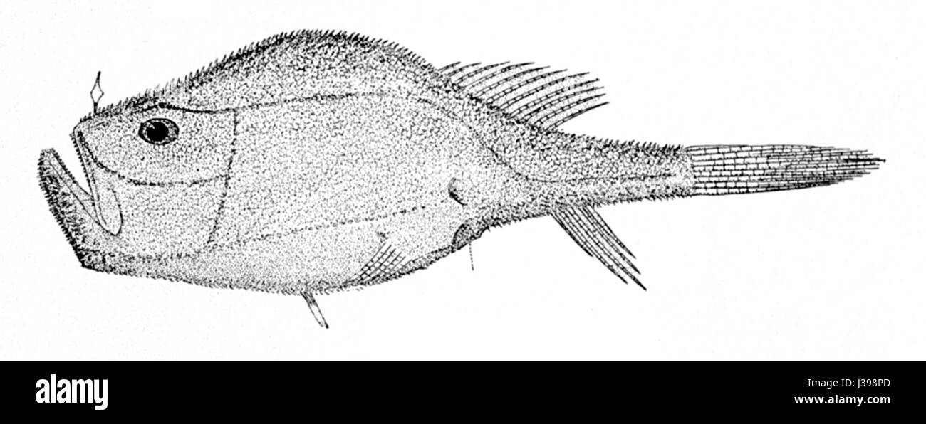 Chaunax pictus Black and White Stock Photos & Images - Alamy