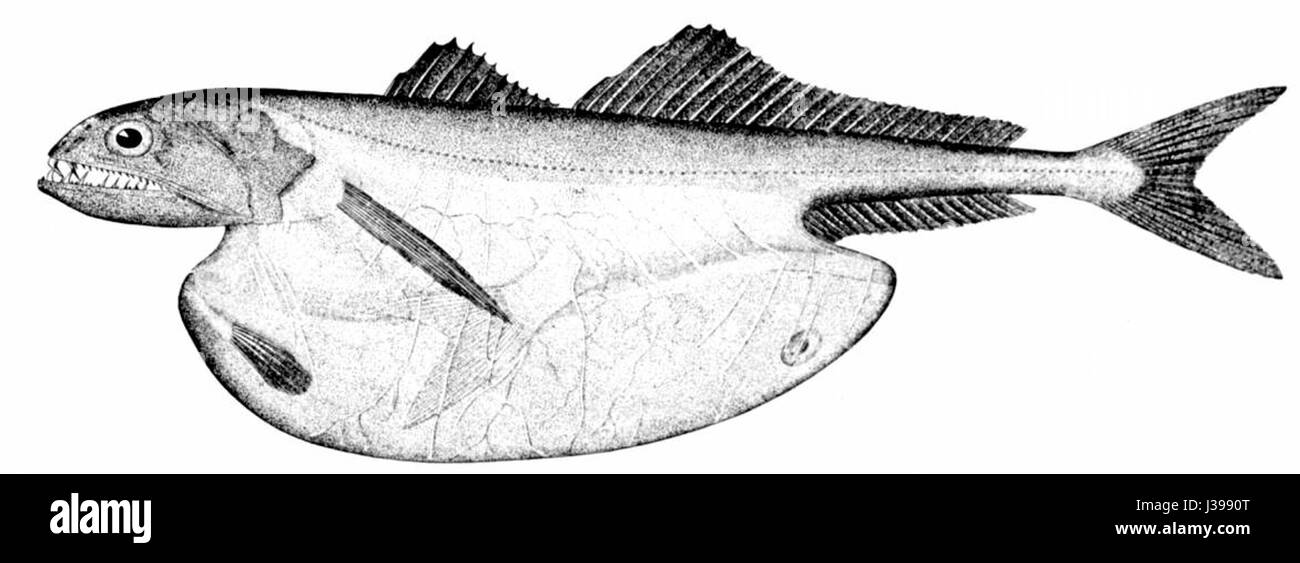 Chiasmodon niger, a species of deep-sea fish known for its distinctive ...