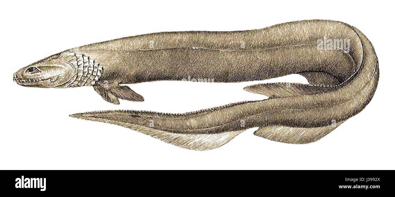 Chlamydoselachus anguineus, commonly known as the frilled shark, is a ...