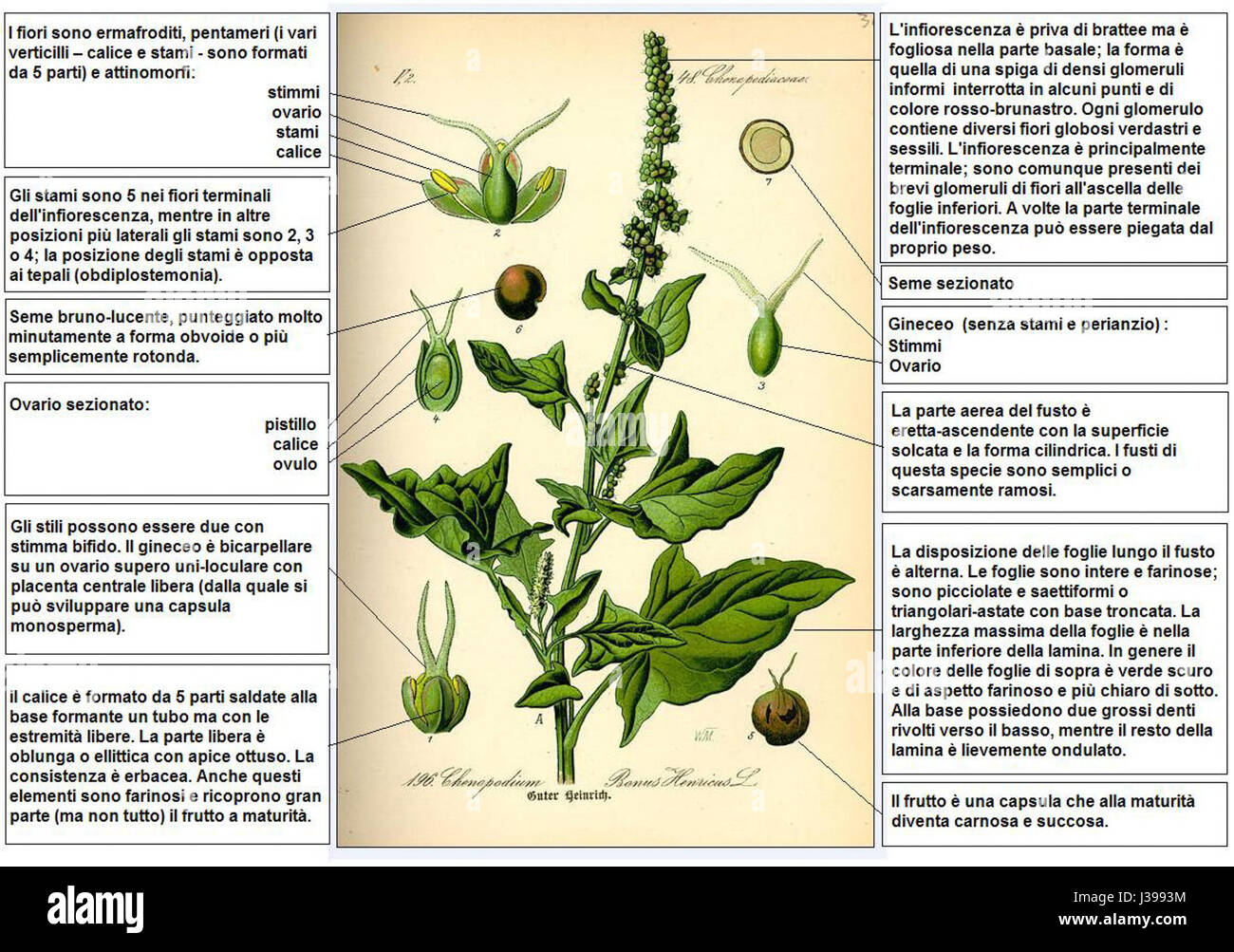Chenopodium bonus henricus Thome DESC Stock Photo - Alamy